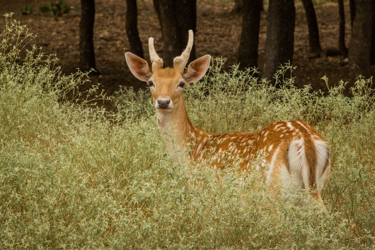 Hawaii and Hunting: Reopening for Tourism – Go Hawaii Outfitters